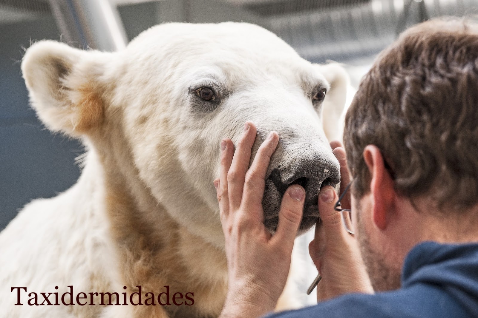 "Knut", el popular oso polar del Zoo de Berlín. | Taxidermidades