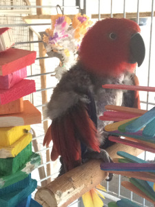 Parrot Perches [DIY] — Prego Dalliance Sanctuary