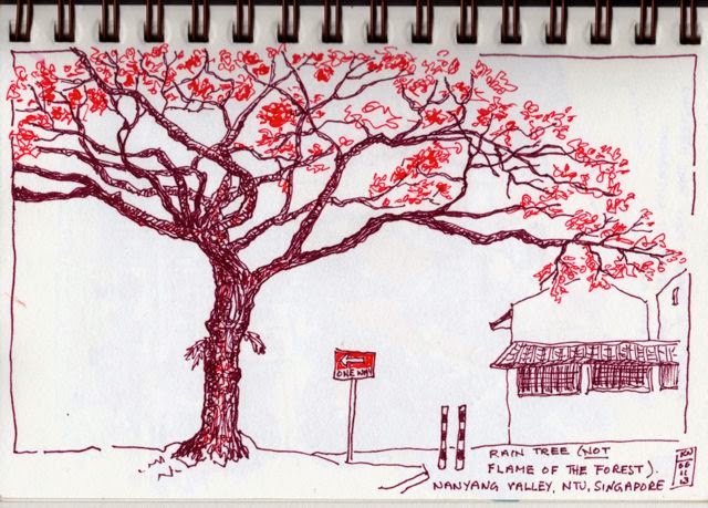 Now is my Story (in Sketches): The Rain Tree