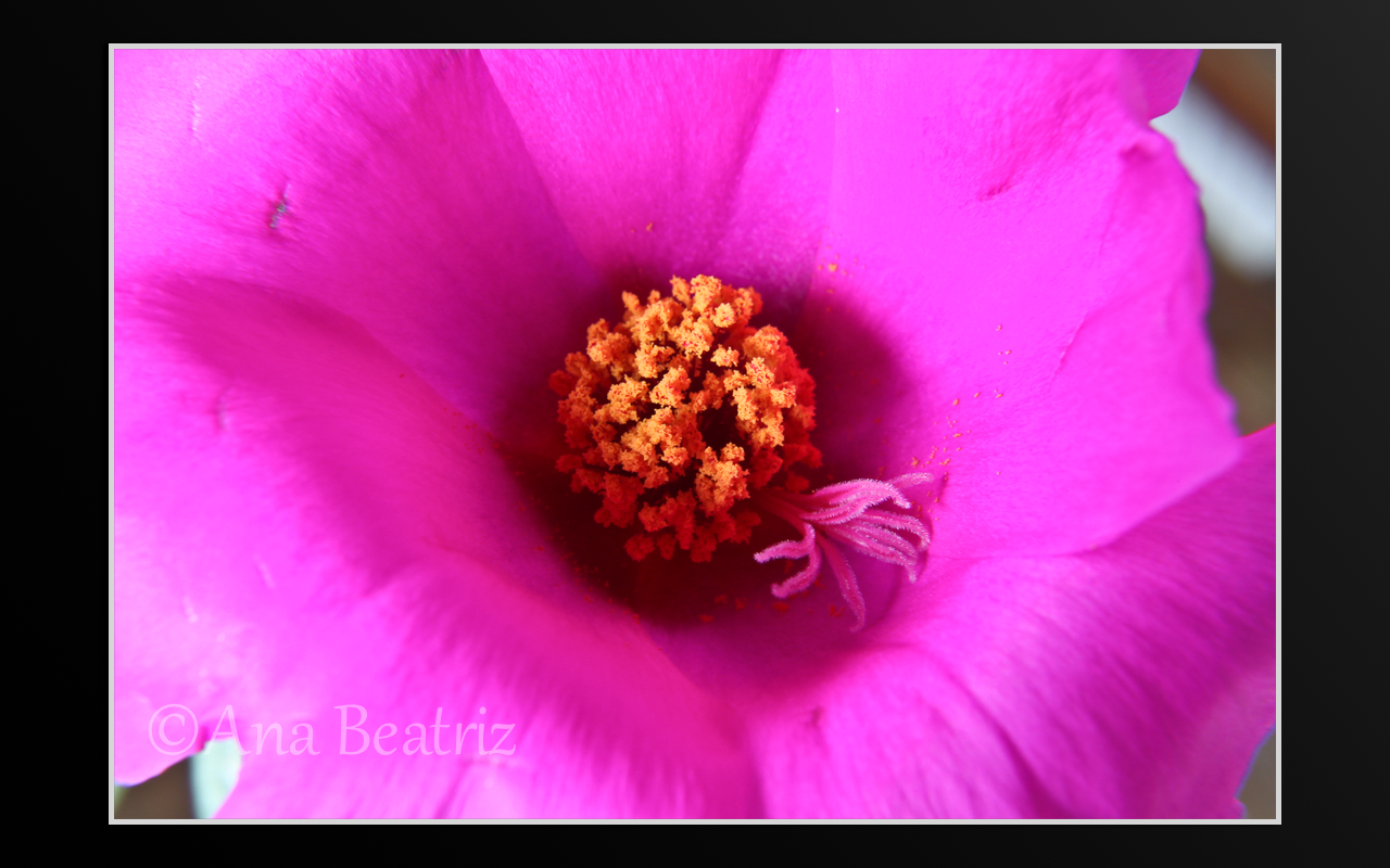 Aventura fotográfica: Bella a las once (Portulaca pilosa)