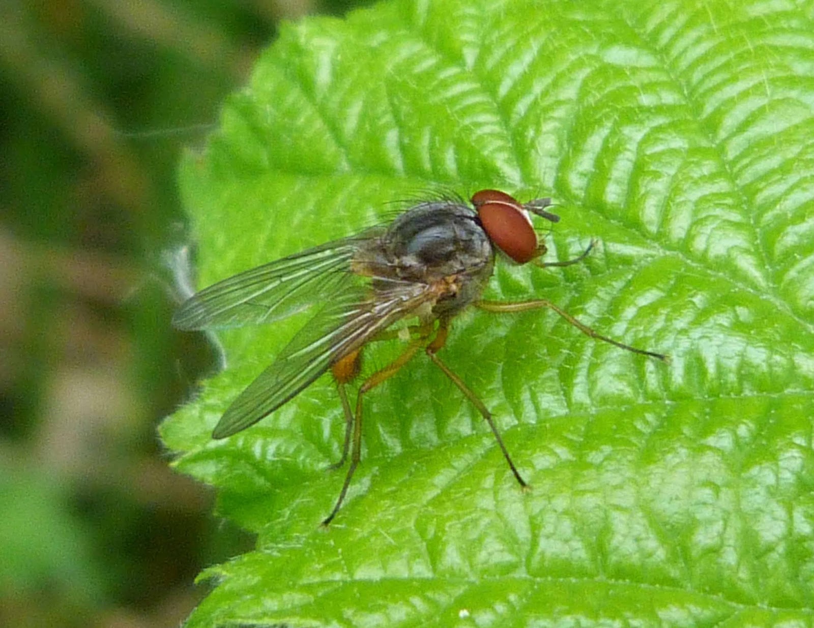 Insects of Scotland: Other Flies/Picture-wing Flies
