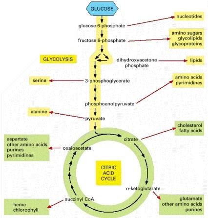 Darwin's God: Glycolysis and the Citric Acid Cycle: The Control of ...