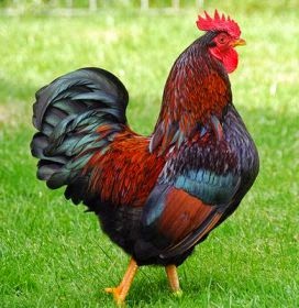 Ayam Termasuk Hewan - Homecare24