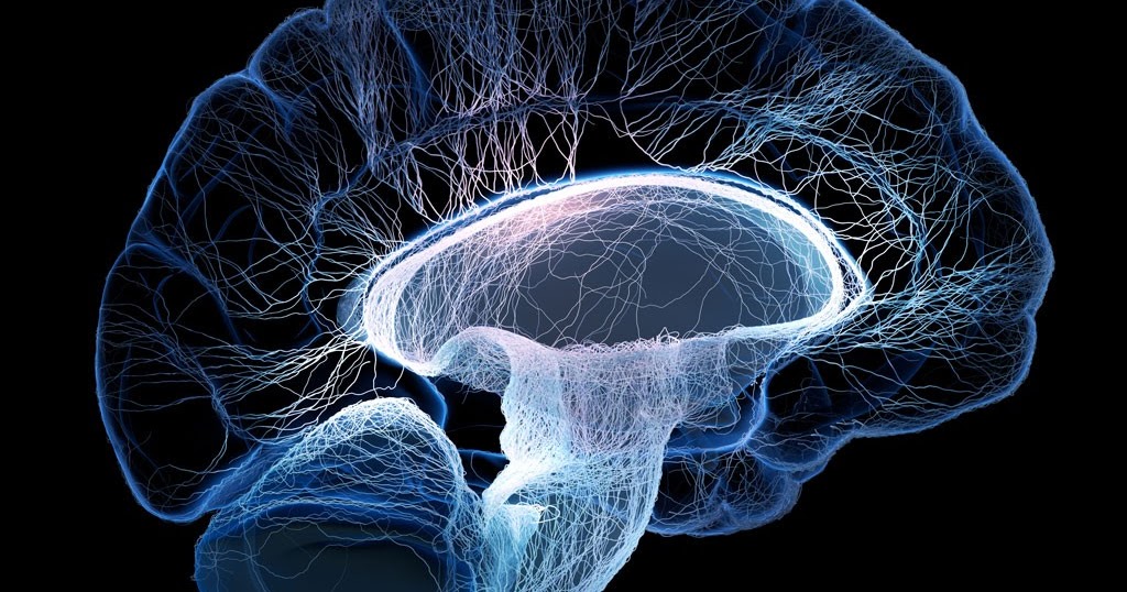 CONOCIMIENTO SOBRE EL CEREBRO: CARACTERISTICAS GENERALES DEL CEREBRO