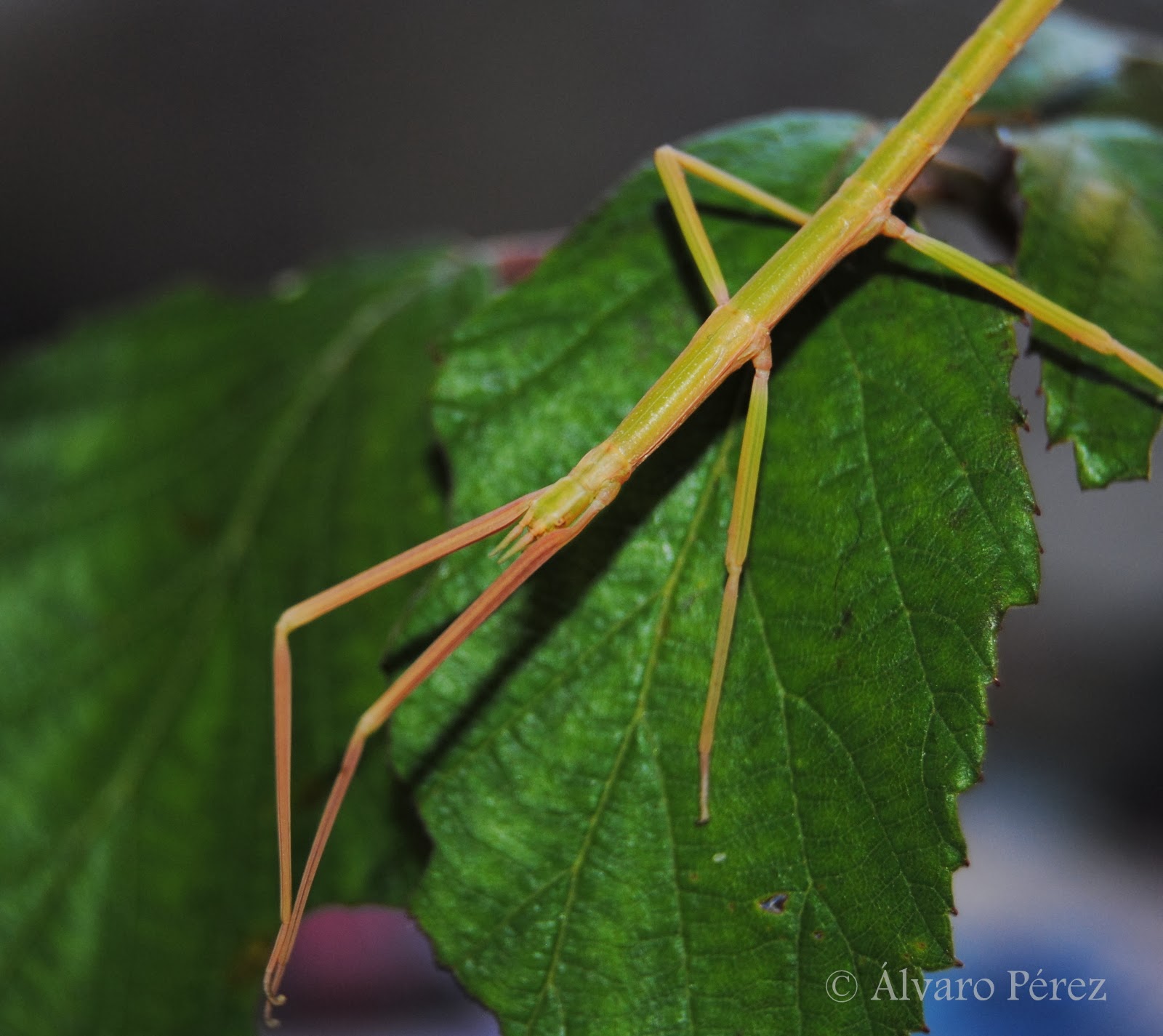 CLONOPSIS: Bacillus rossius