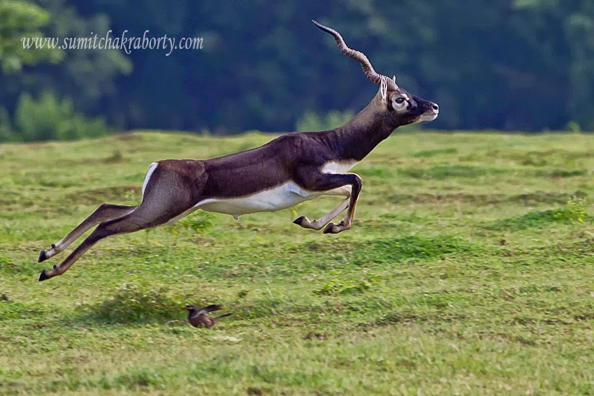 Viewing life with Sumit: Vetnai : The playground of Black Buck