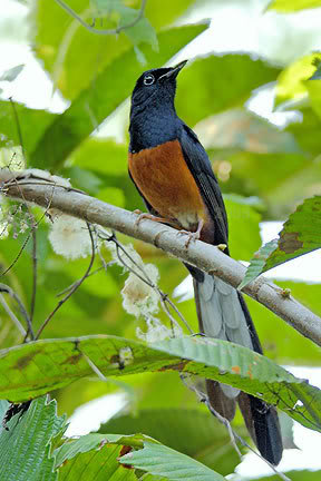 Andi Murai: Asal-Usul Murai Medan