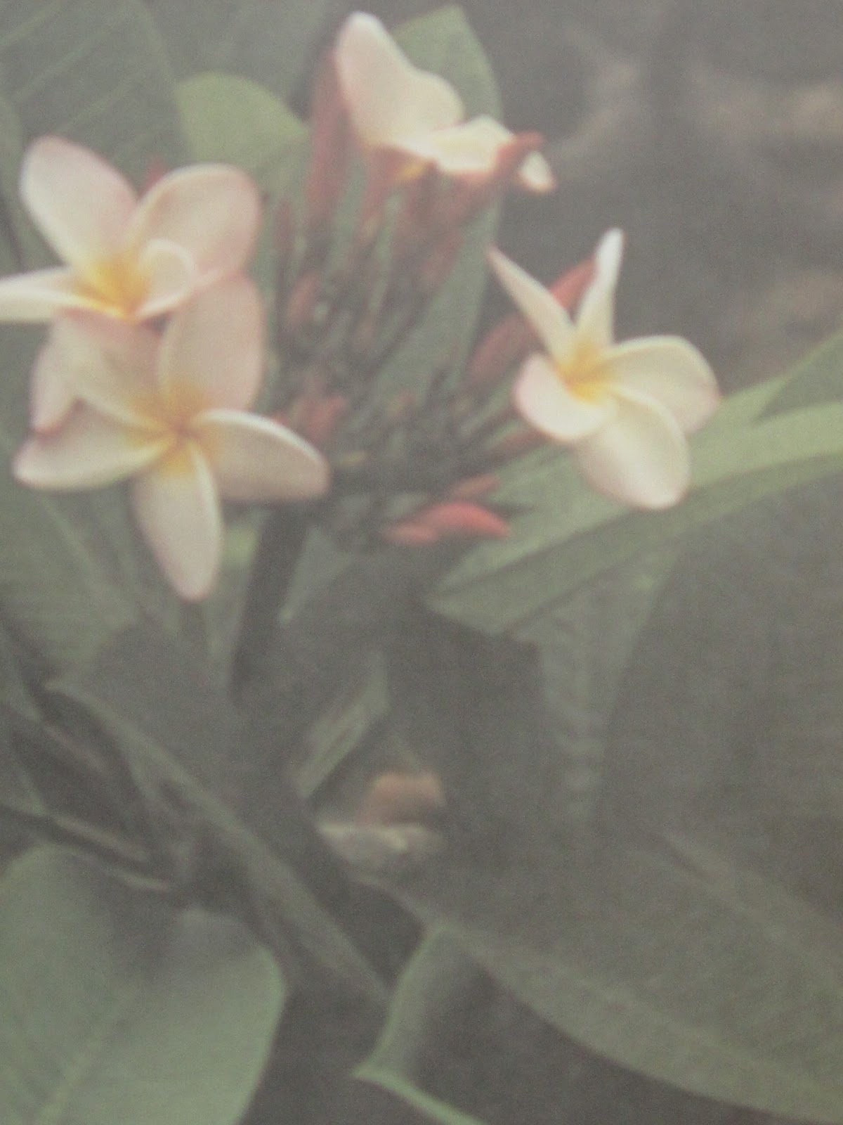 herbal leaves, herbal medicine plants and treatments: Frangipani ...