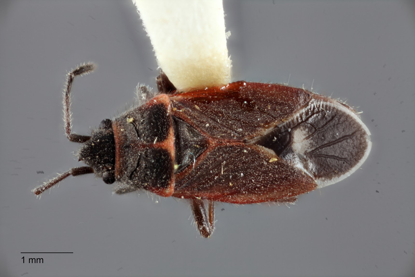 INSECTOS DE P.R. In Memoriam Dr Luis F Martorell y Dr Alain Liogier ,DR ...