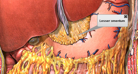 Understand to learn: Práctica 1: Estructuras que componen al tracto ...