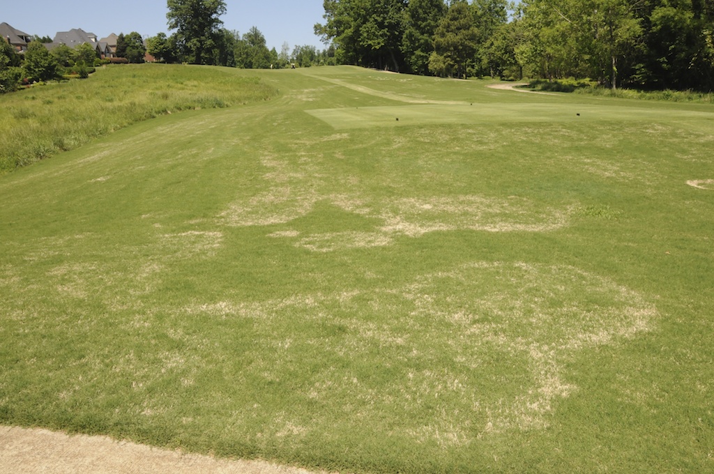 Turfgrass disease updates for golf courses: Why They Call it the ...