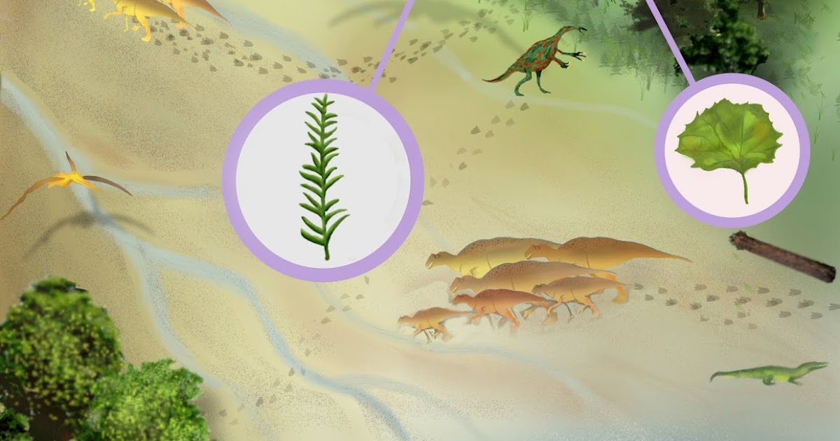 XTerraSpace: Fossil evidence show large angiosperm trees in N. America ...