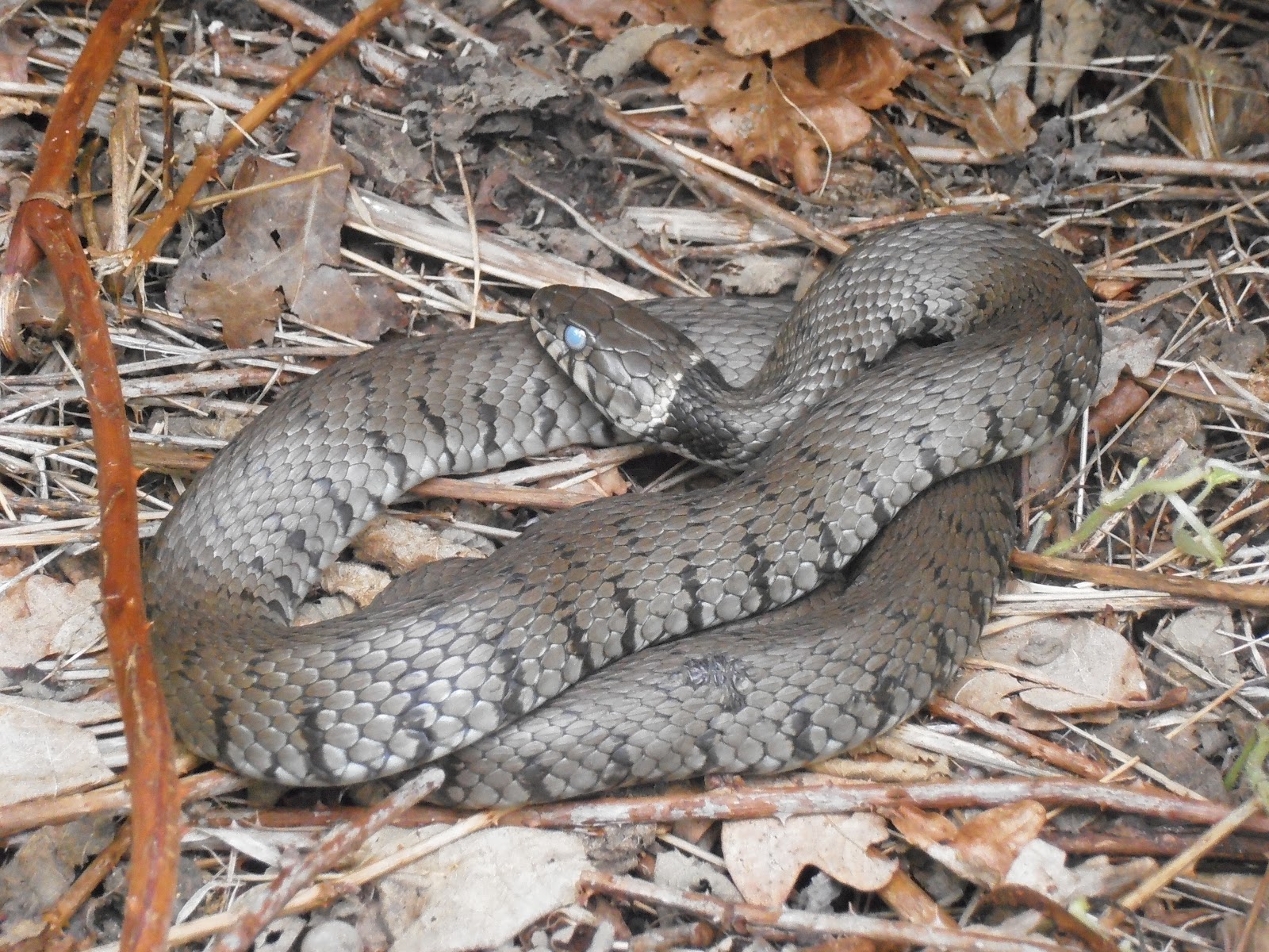 SaltieCroc: Grass Snakes and Slow Worms!