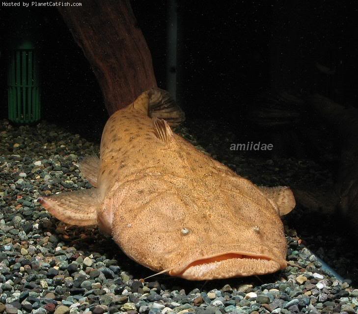 Mania de Aquário: Pacamã (Pacamão, Pocomã, pacman catfish)
