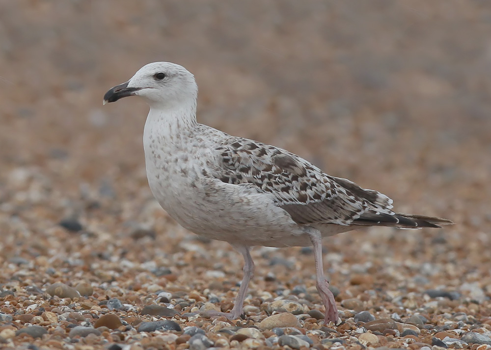 Richard Smith - Birdwatching Days Out: Yellow-legged Gull, 1st winter ...