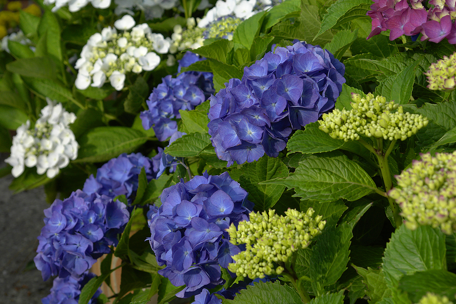 Blue Hydrangea Dogs