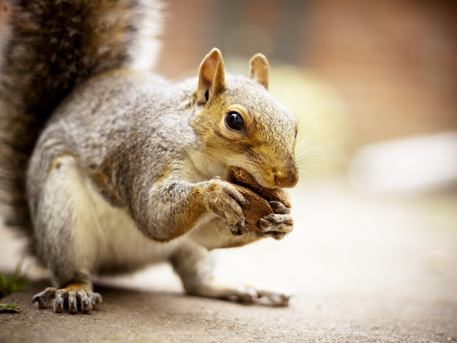 Fotos de ardillas comiendo en bosques