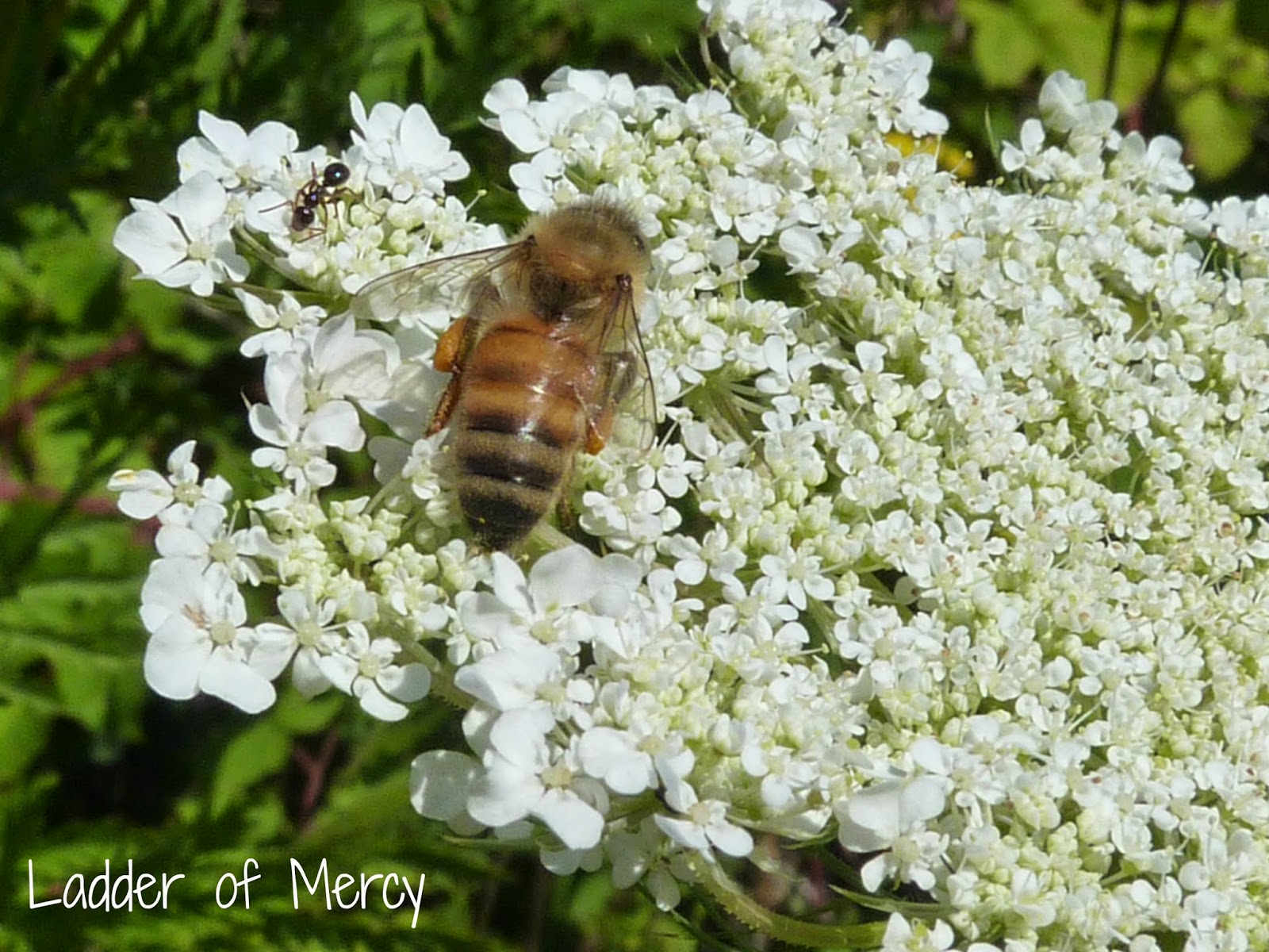 Ladder of Mercy: The Beauty of a Bee