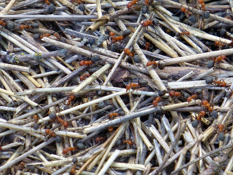 Rural Revolution: Ants in his... feathers