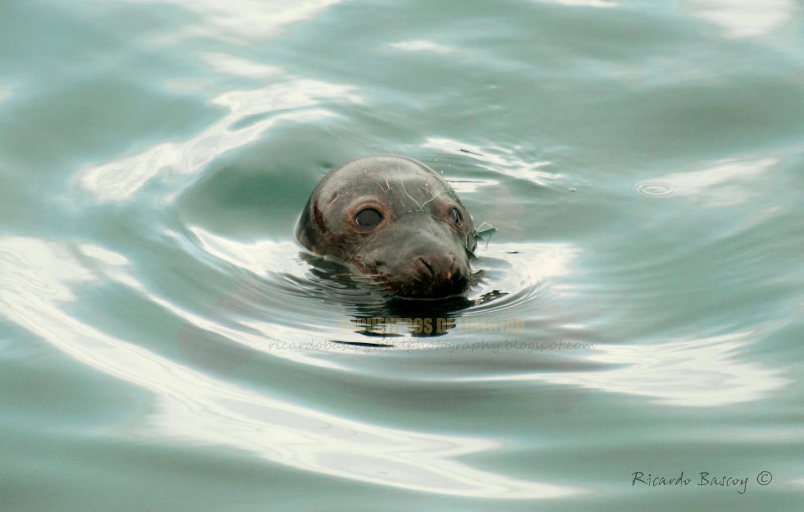 ENCUENTROS DE LIBERTAD: Carta a una foca gris. (Haliochoerus grypus).