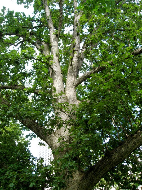 Dreams & Happy Things...: New England Trees