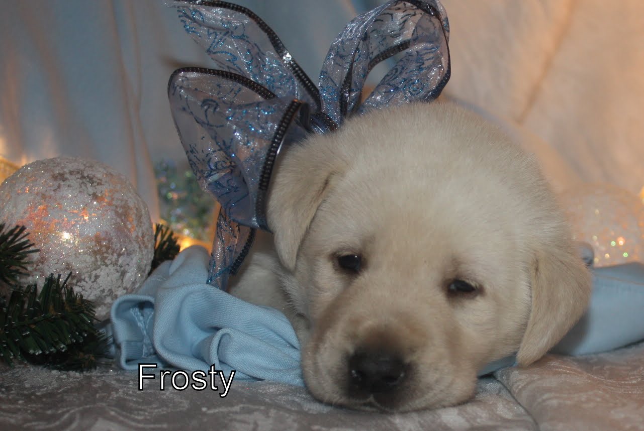 Maplewood Labradors: White Labrador Puppies!!!