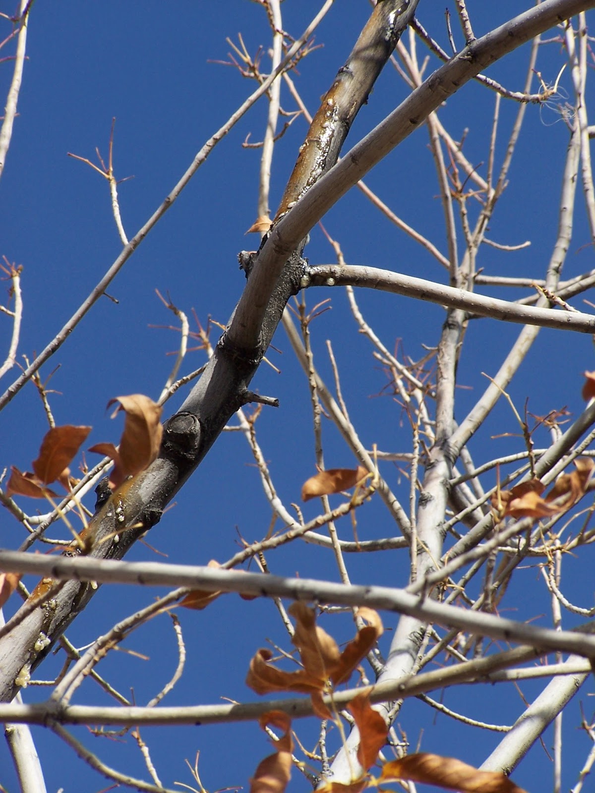 Xtremehorticulture of the Desert: Dieback of Mature Fan Tex Ash