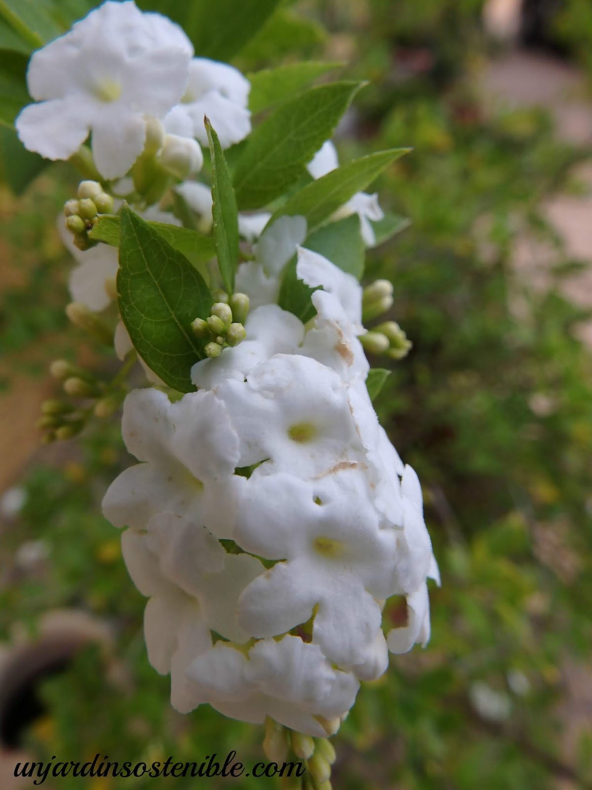 Duranta erecta Alba (Duranta, Flor del cielo etc.)