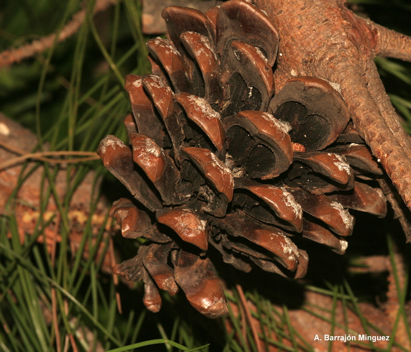 Naturaleza Viva: Pinus pinea L. Fam: Pinaceae