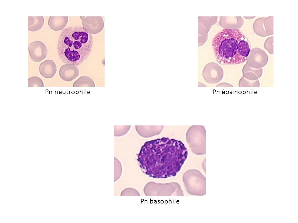 Les Cellules de sang ~ ProBiologiste