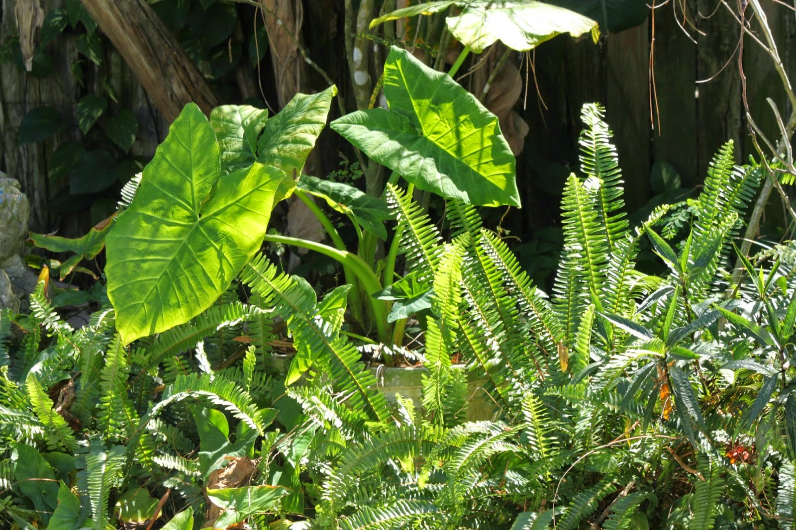 MadSnapper: Elephant Ears, Ferns, Hibiscus Oh My
