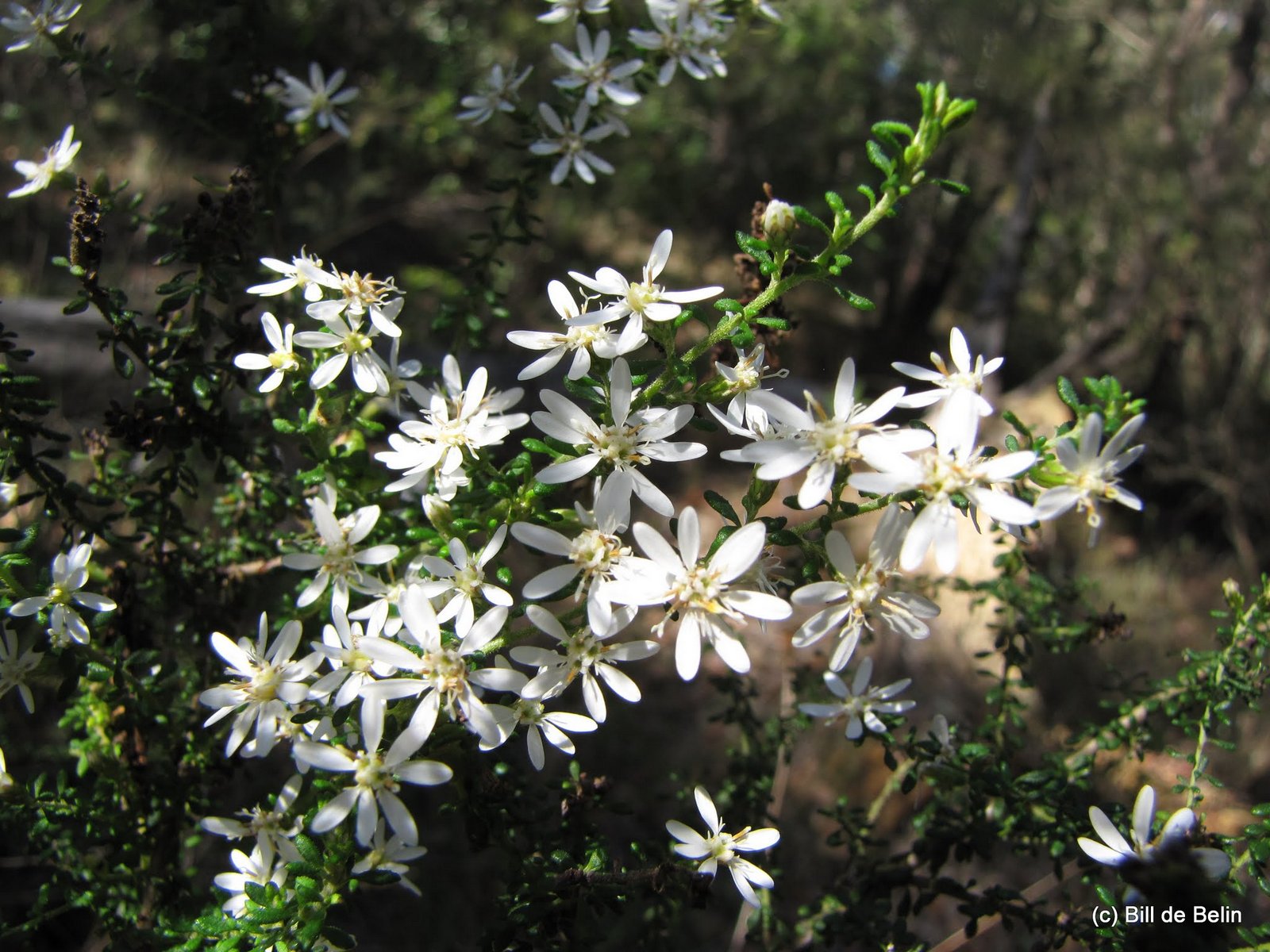 Sydney's Wildflowers and Native Plants: Olearia microphylla - Bridal ...