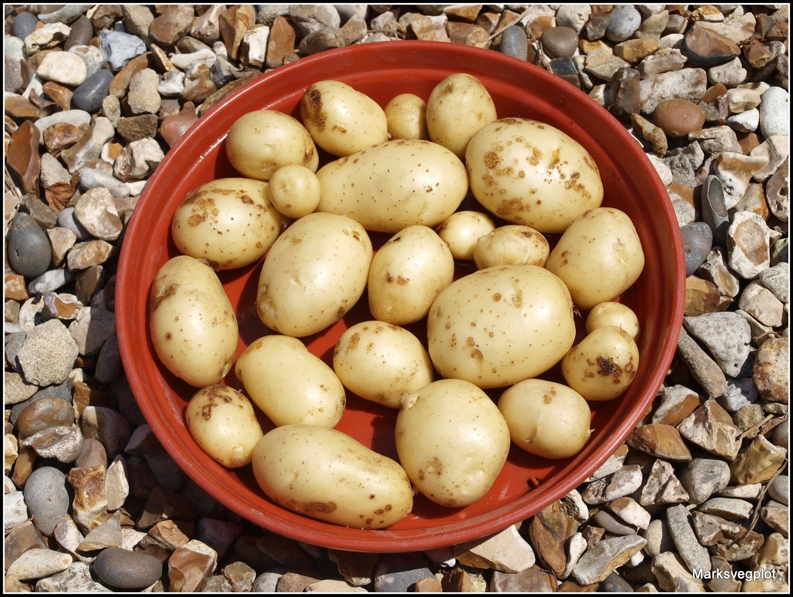 Mark's Veg Plot: A comparison of some Early potatoes