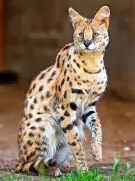 animal species: SERVAL