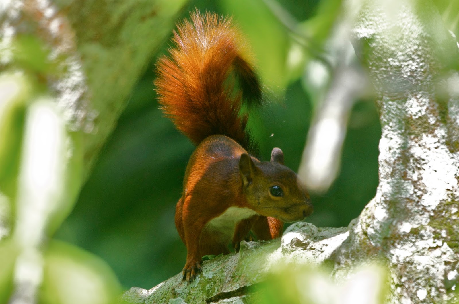 Jan Axel's Blog: Cartagena: Wildlife and Nature