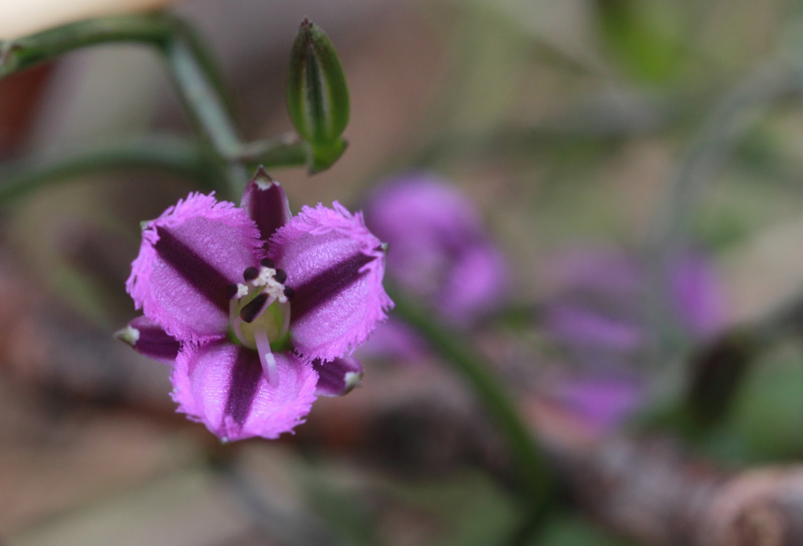 Publish or Perish: Wild Flower Watch IV