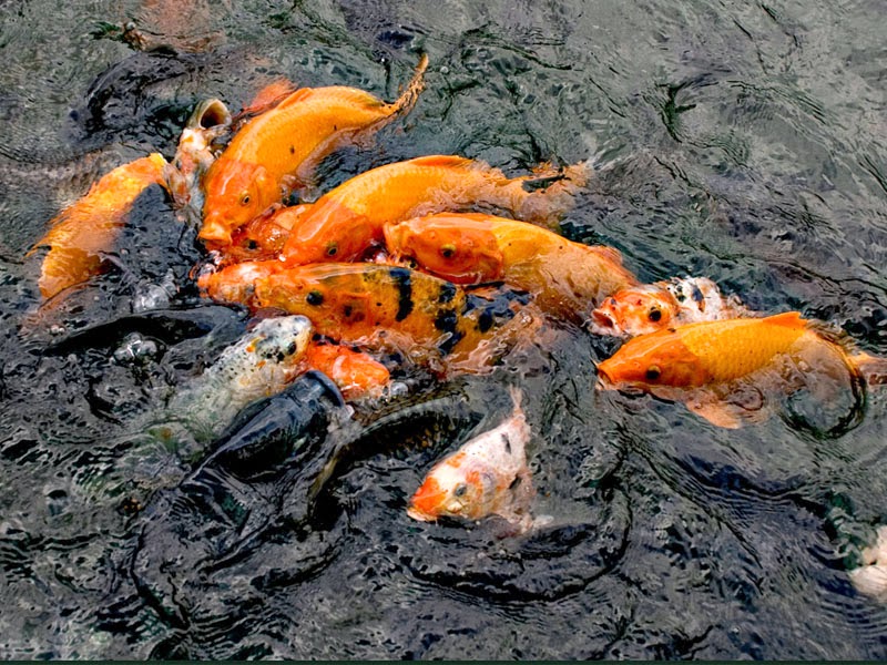 Potensi Budidaya Ikan dari Jenis Perikanan Darat | Pusat Informasi ...