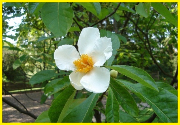 widya wulandari: 12 Bunga terlangka didunia