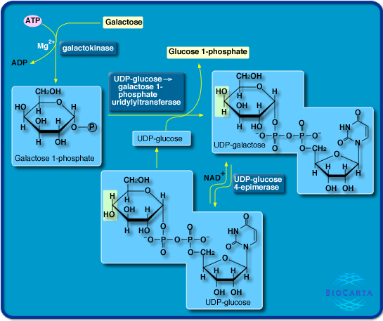 World of Biochemistry (blog about biochemistry): Metabolic map on the ...