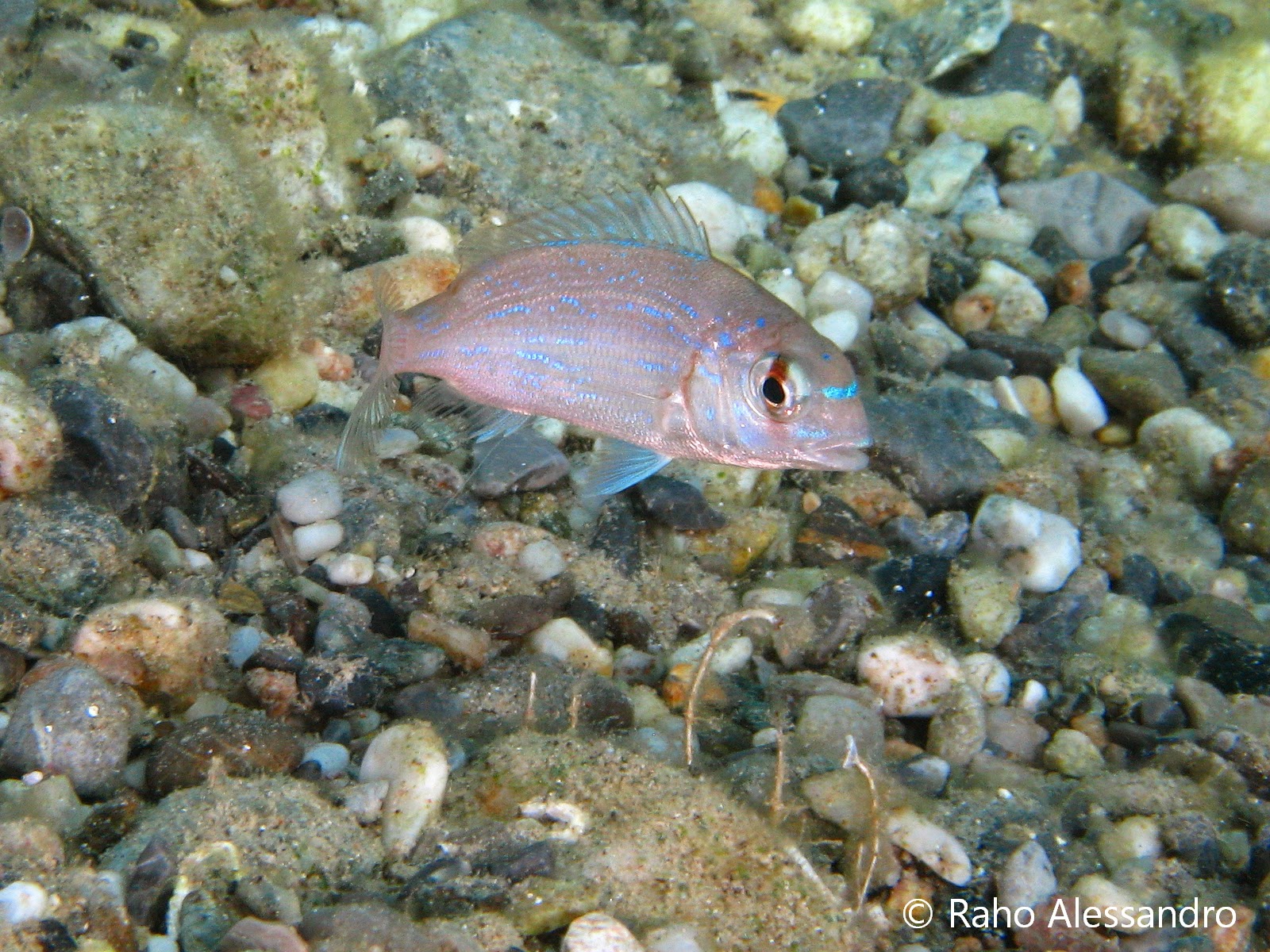 Necton e Plancton: Pesci: Pagro