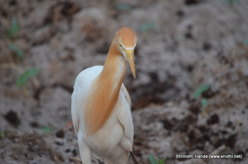 Orange coluored Cattle Egret closeup photo (Breeding Plumage) - eNidhi ...