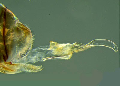 männlich.: Die können nicht loslassen.