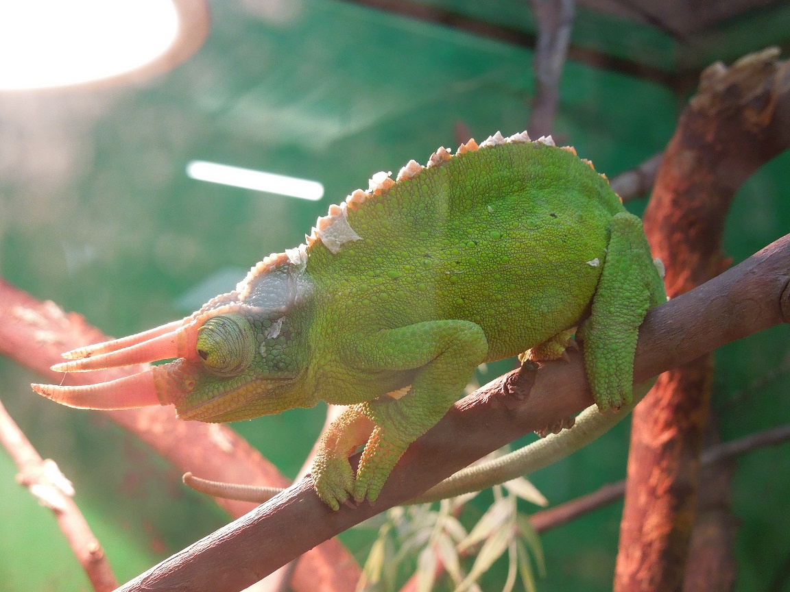 Reptiles Amphibians & Fish: Jackson's Chameleons - Chameleo jacksonii