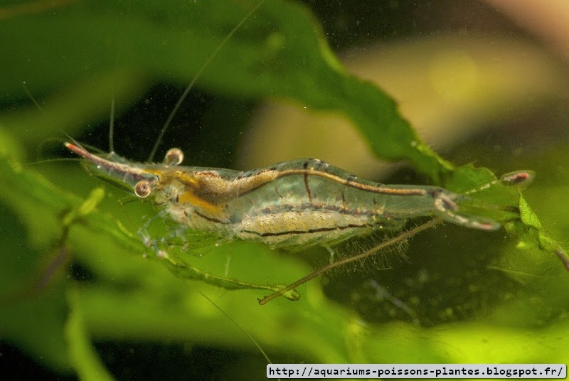 Aquariums, poissons et plantes d'eau douce: Oeufs et larves de Caridina ...