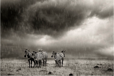 Zoo Project: Wildlife Photographer - Steve Bloom