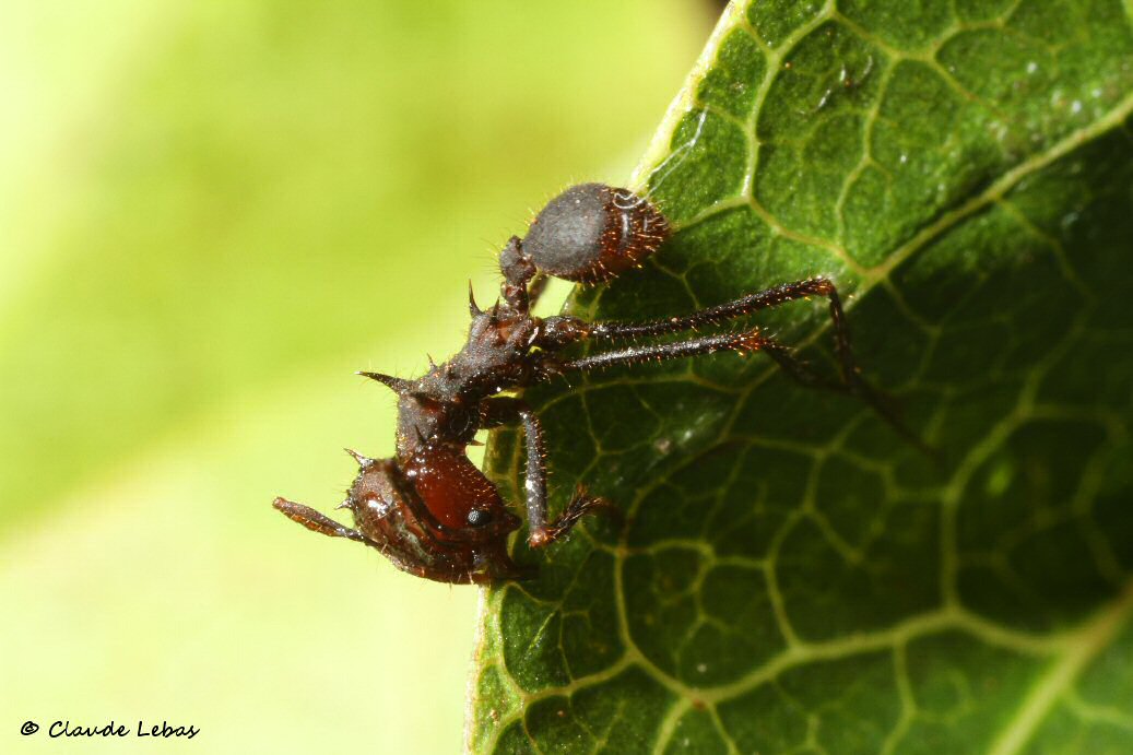 fourmis de Cuba- Hormigas de Cuba- Ants of Cuba: Atta insularis