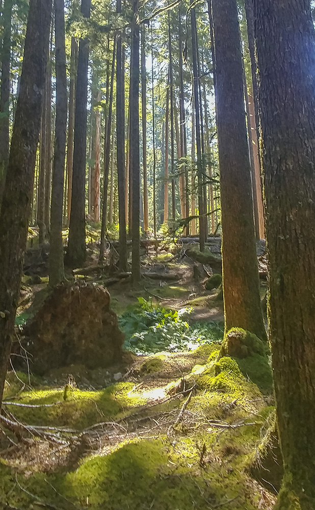 Merikay's Dream : Dosewallips State Park and Olympic National Park