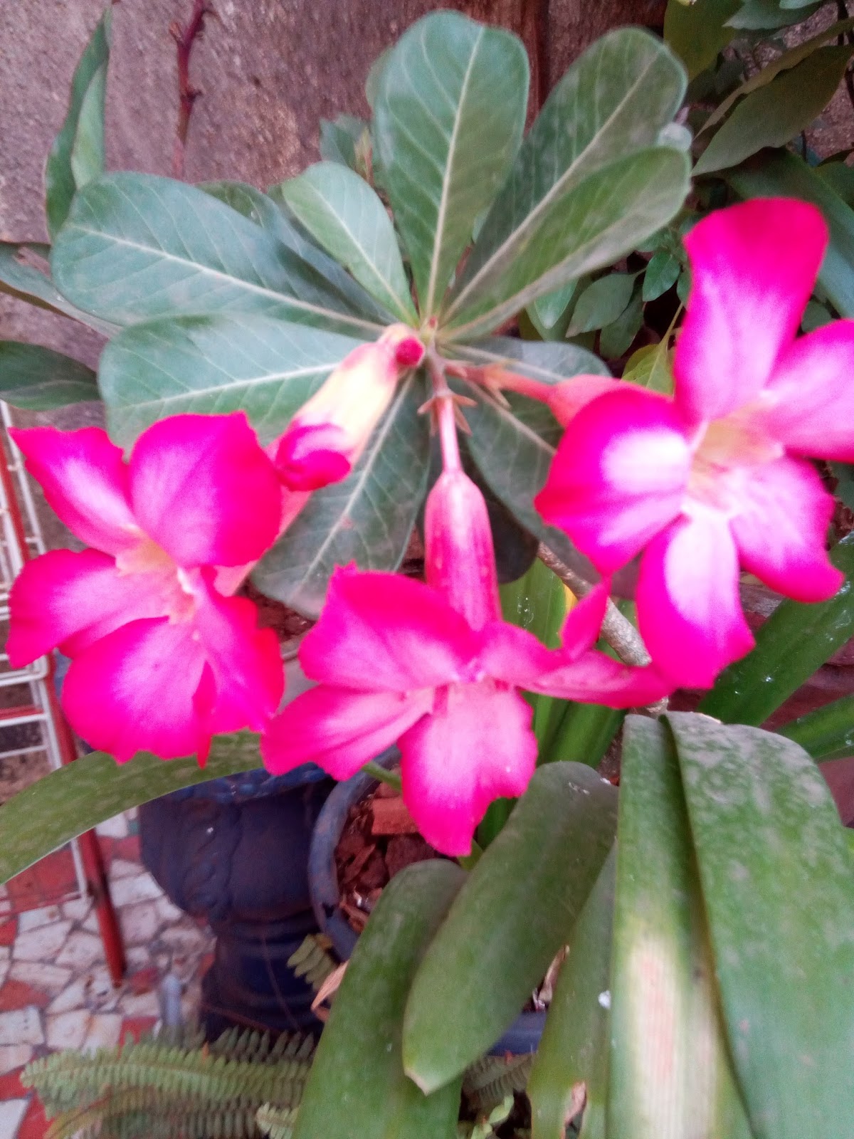 Garden Care Simplified: OMG How I Killed a Rhizome! Desert Rose ...