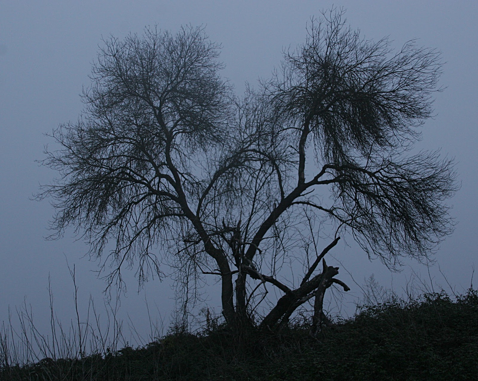 FOTOS LA MESTA: ÁRBOL TENEBROSO