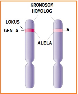 R-M-N: LAPORAN PRAKTIKUM GENETIKA ACARA 2 PENGENALAN ISTILAH GENETIKA